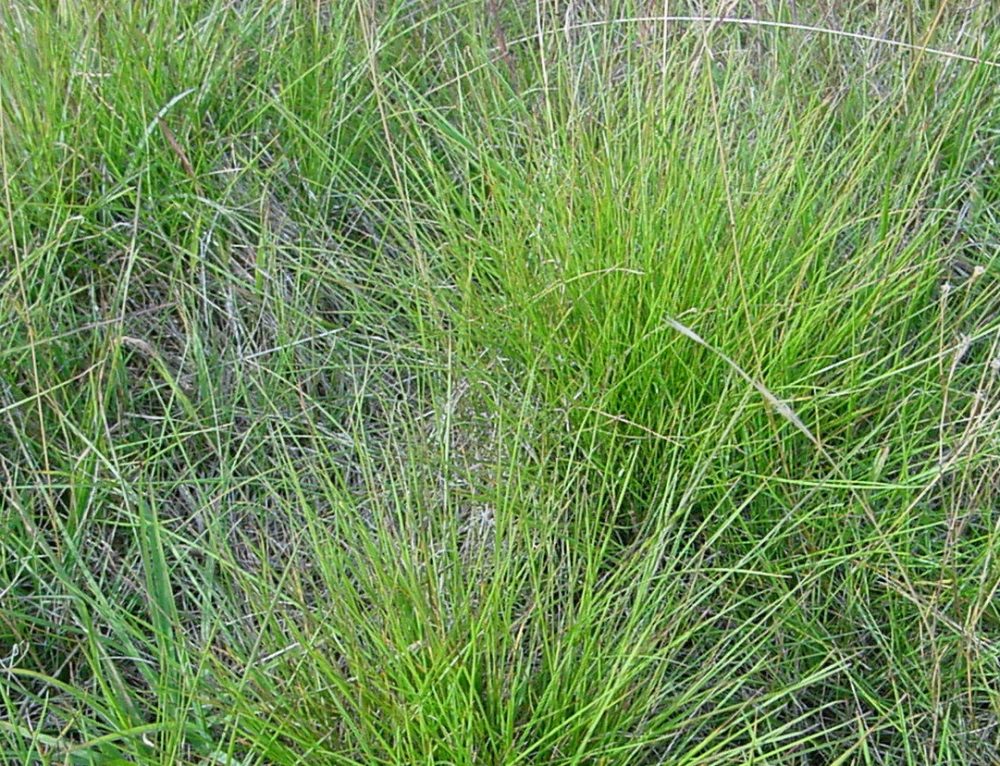 Grassy groundcover Western Victoria grasslands tour – Upper River ...