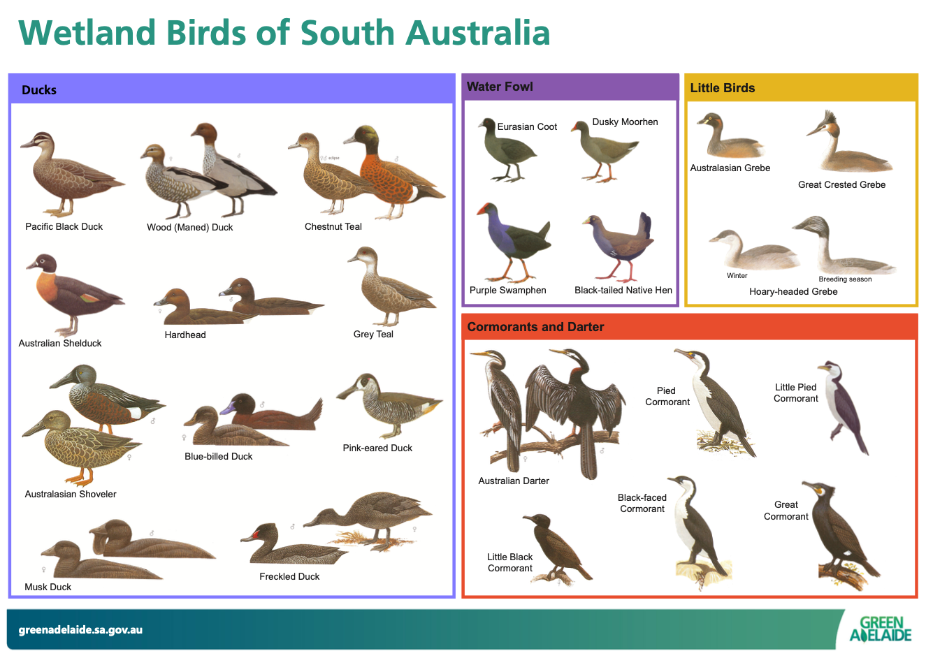 Wetland Birds of South Australia – Upper River Torrens Landcare Group